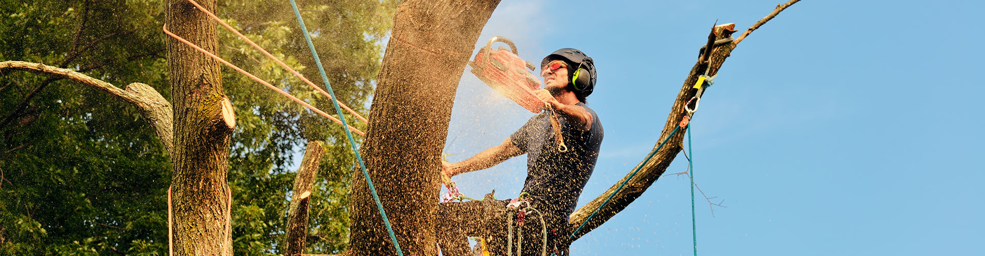 ArborGuard Program St Catharines Niagara Stoney Creek